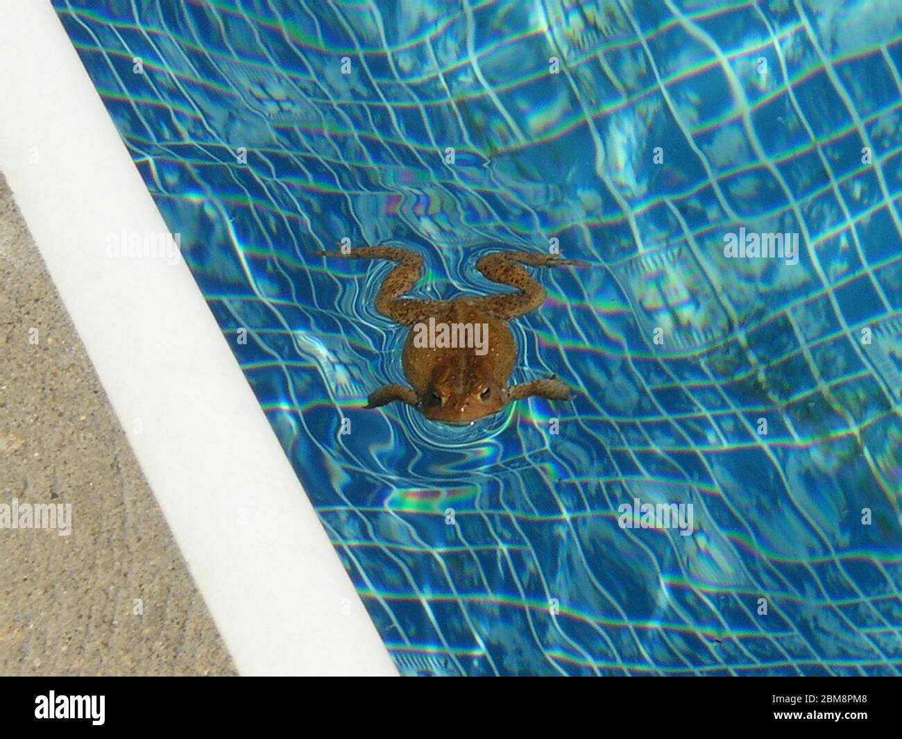 Toad Swimming in Pool Stock Photo - Alamy