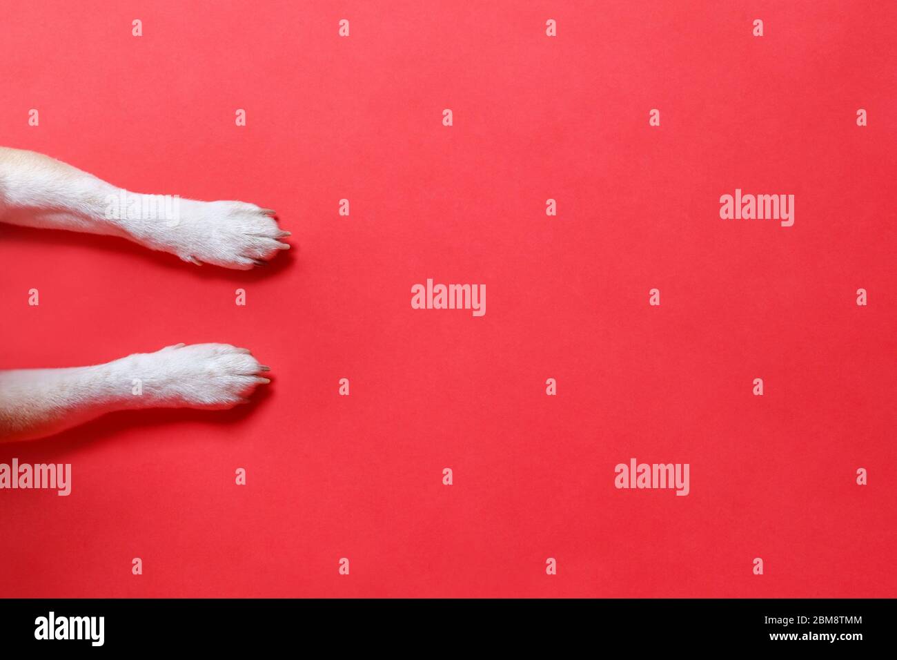 Close up of white paws of a dog, isolated on red background, place for ...