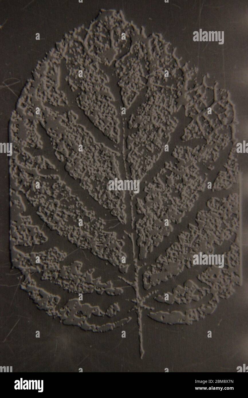 Fine 70s vintage black and white extreme photography of a macro closeup ...