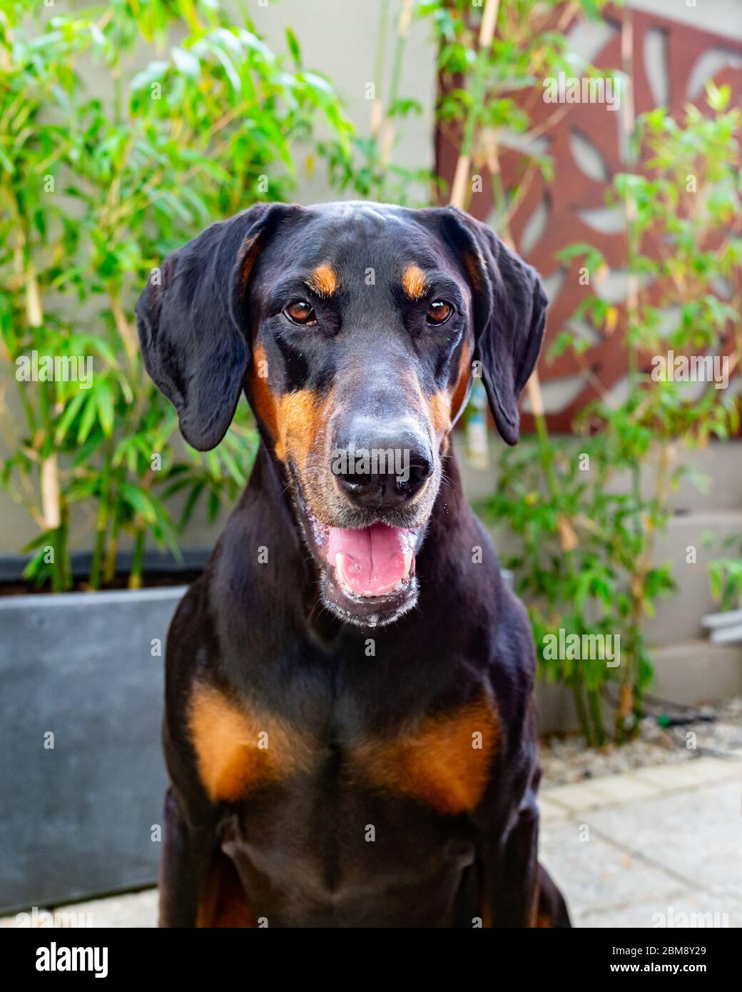 How Big Is A Doberman Mouth