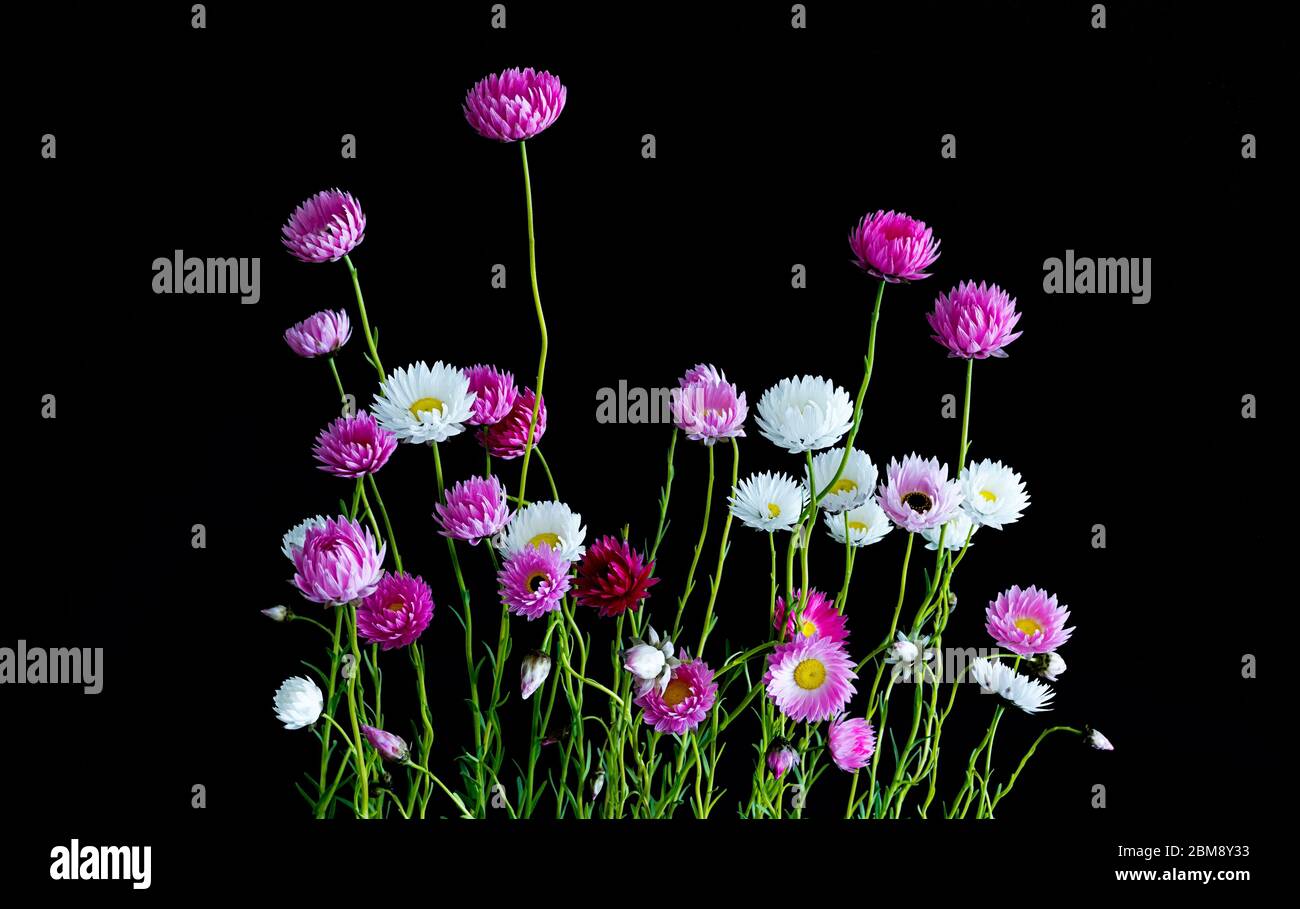 (paper or everlasting) (daisy) hi-res stock photography and images - Alamy