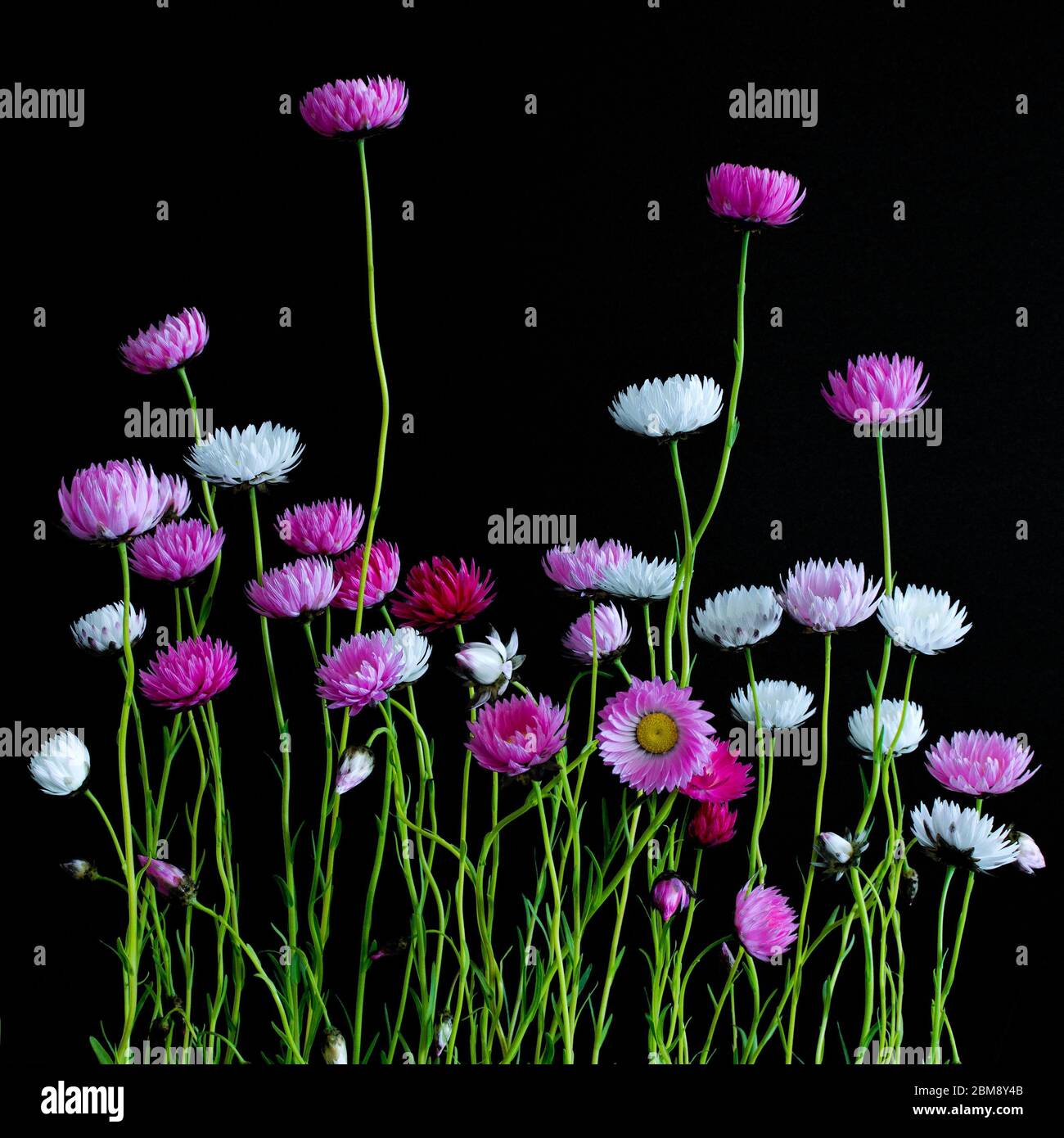 (paper or everlasting) (daisy) hi-res stock photography and images - Alamy