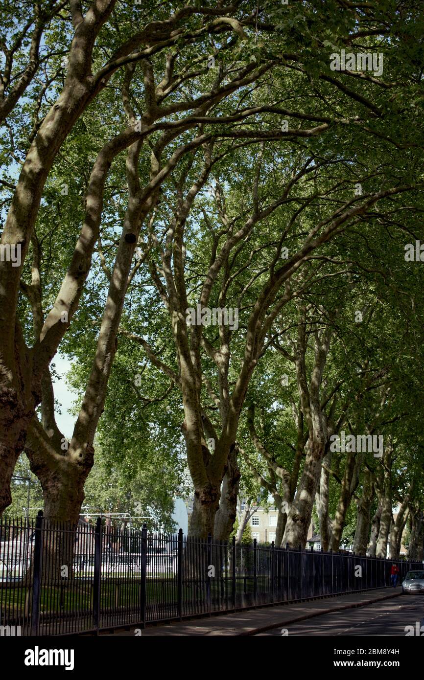 Trees overhanging road hi-res stock photography and images - Alamy