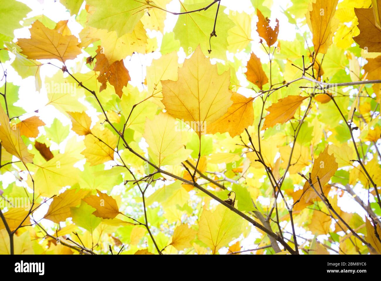 Autumn foliage of London Plane (Platanus hispanica) backlit on white ...