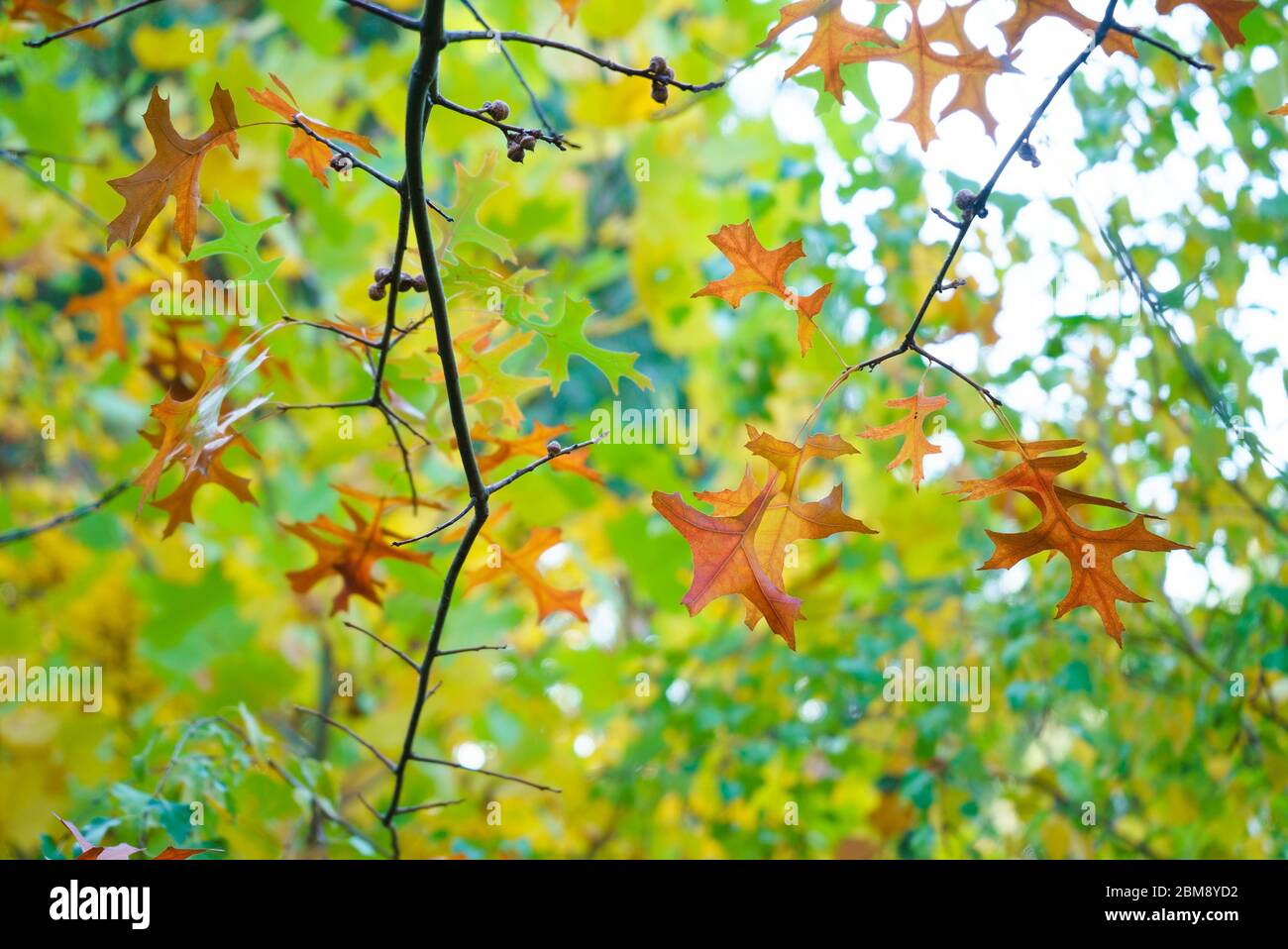Autumn foliage on pin oak (Quercus palustris Stock Photo - Alamy