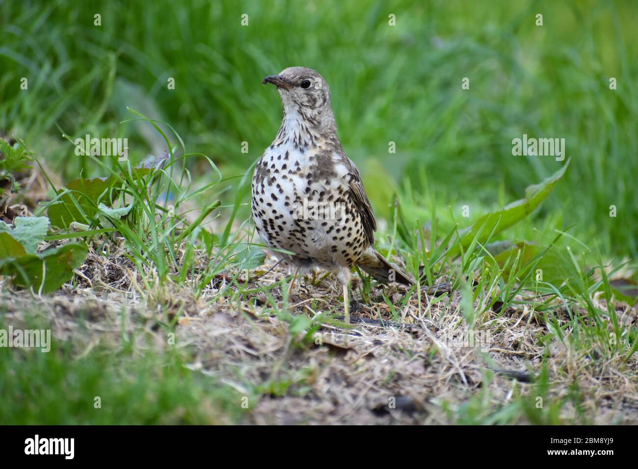 Boldly upright hi-res stock photography and images - Alamy