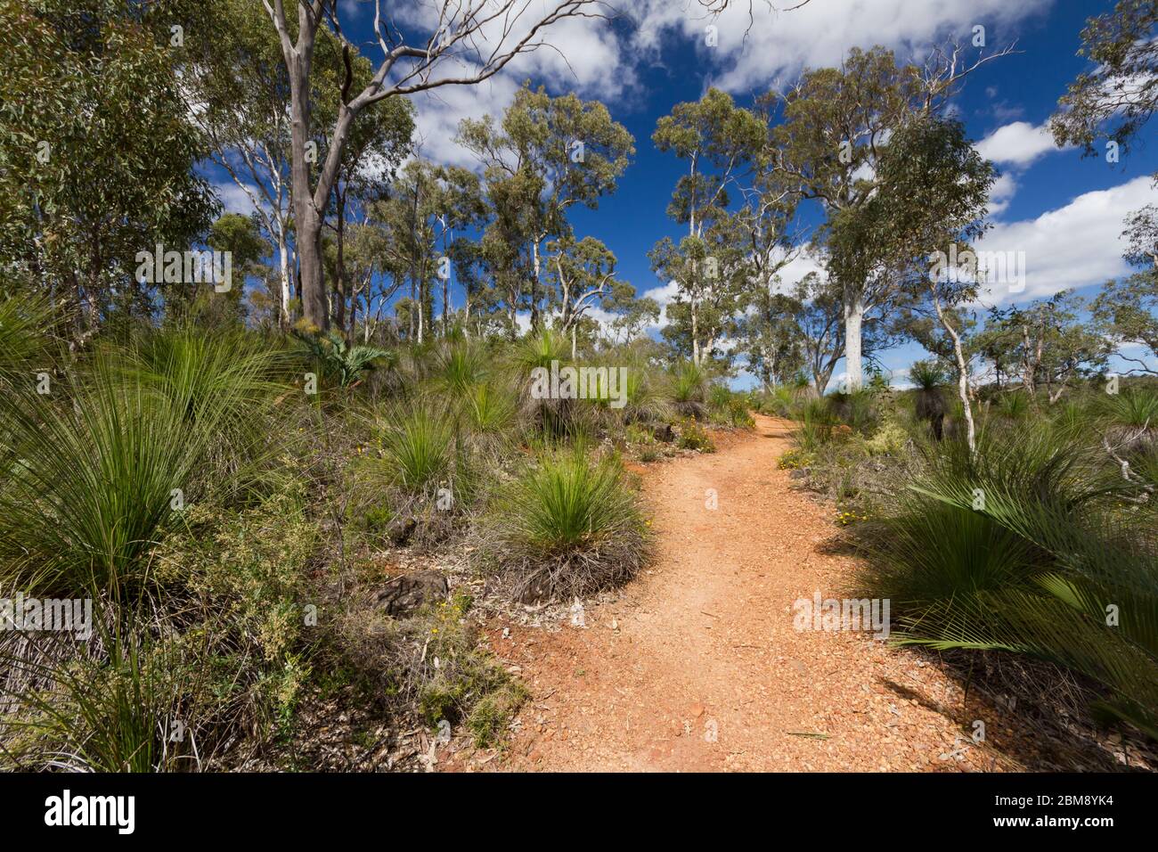 Hiking trail through the bush at South Ledge, near Kalamunda, Western ...