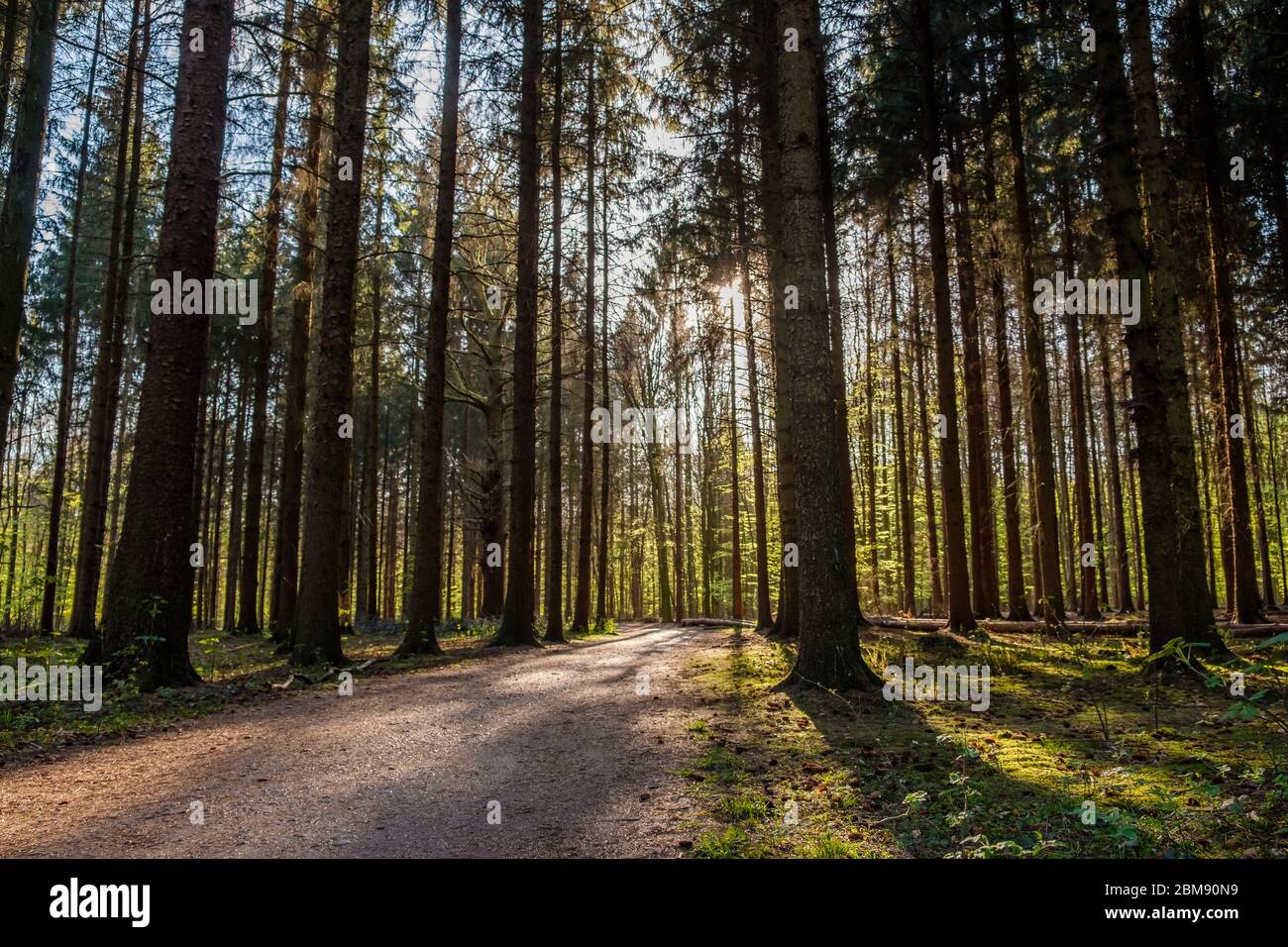 A path in a forest with the sun shining thru the trees Stock Photo - Alamy