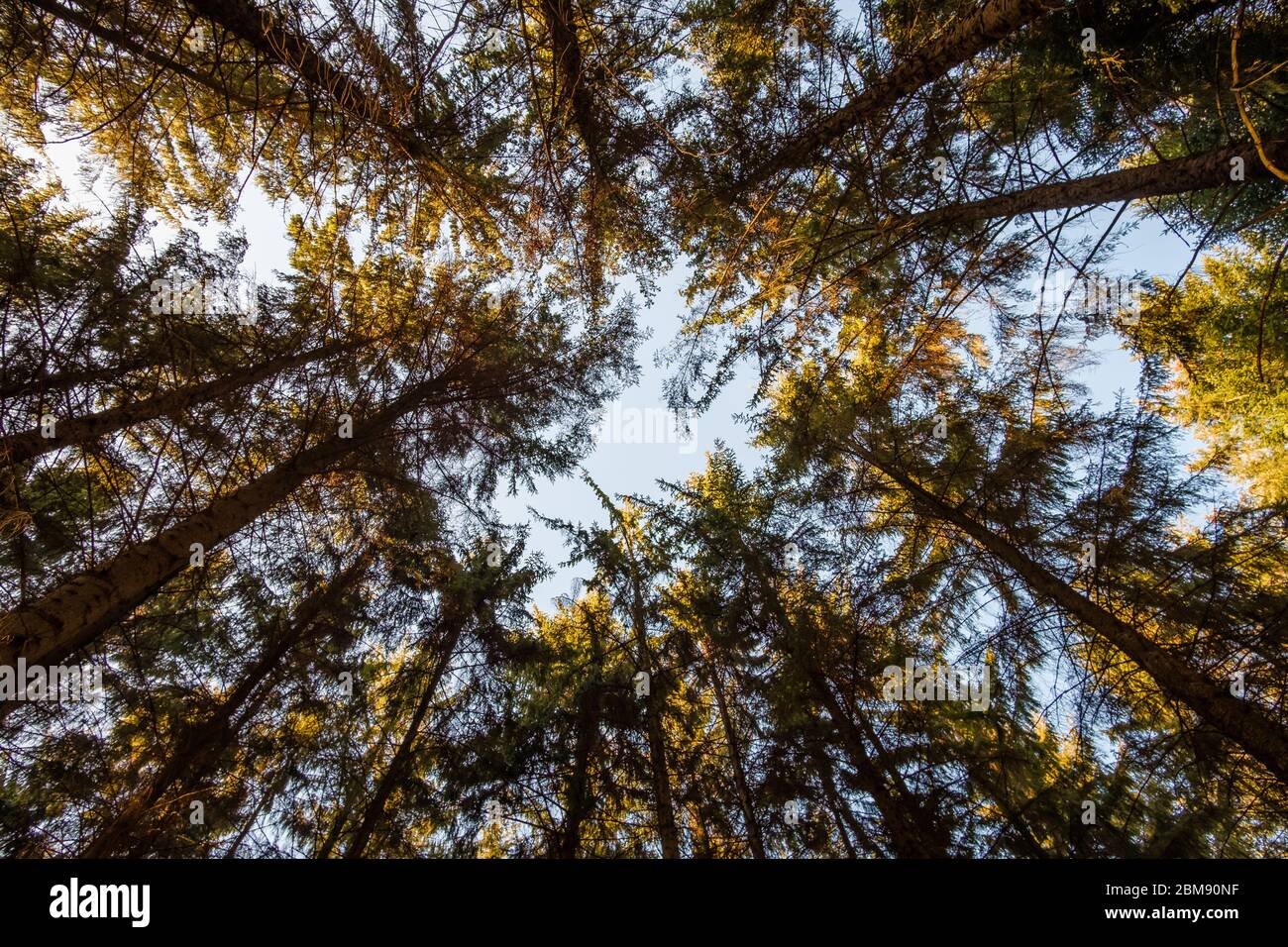 A view up to the treetops in the middle of a forest on a beautiful ...