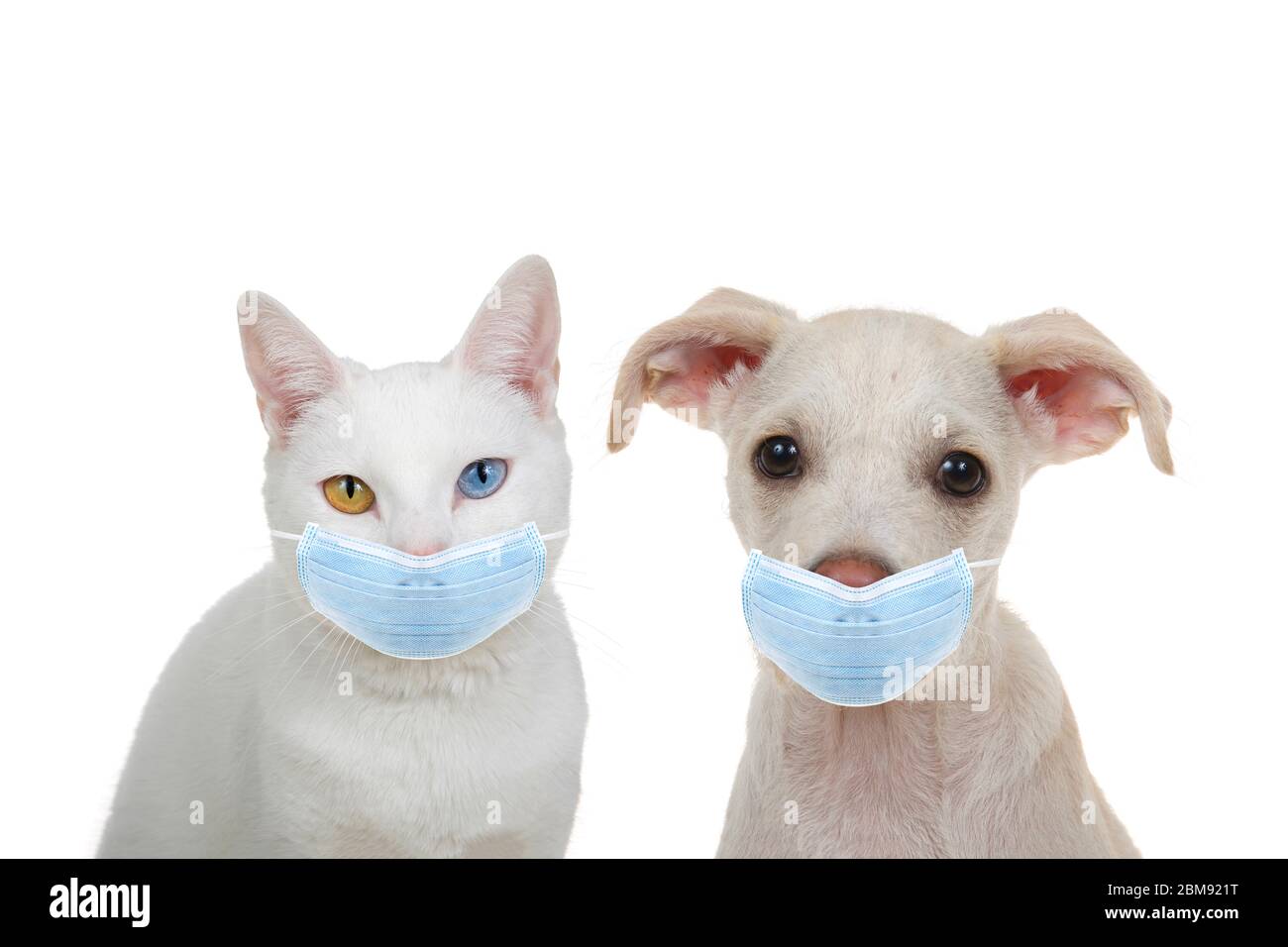 Intense blue eyes white Cut Out Stock Images & Pictures - Alamy