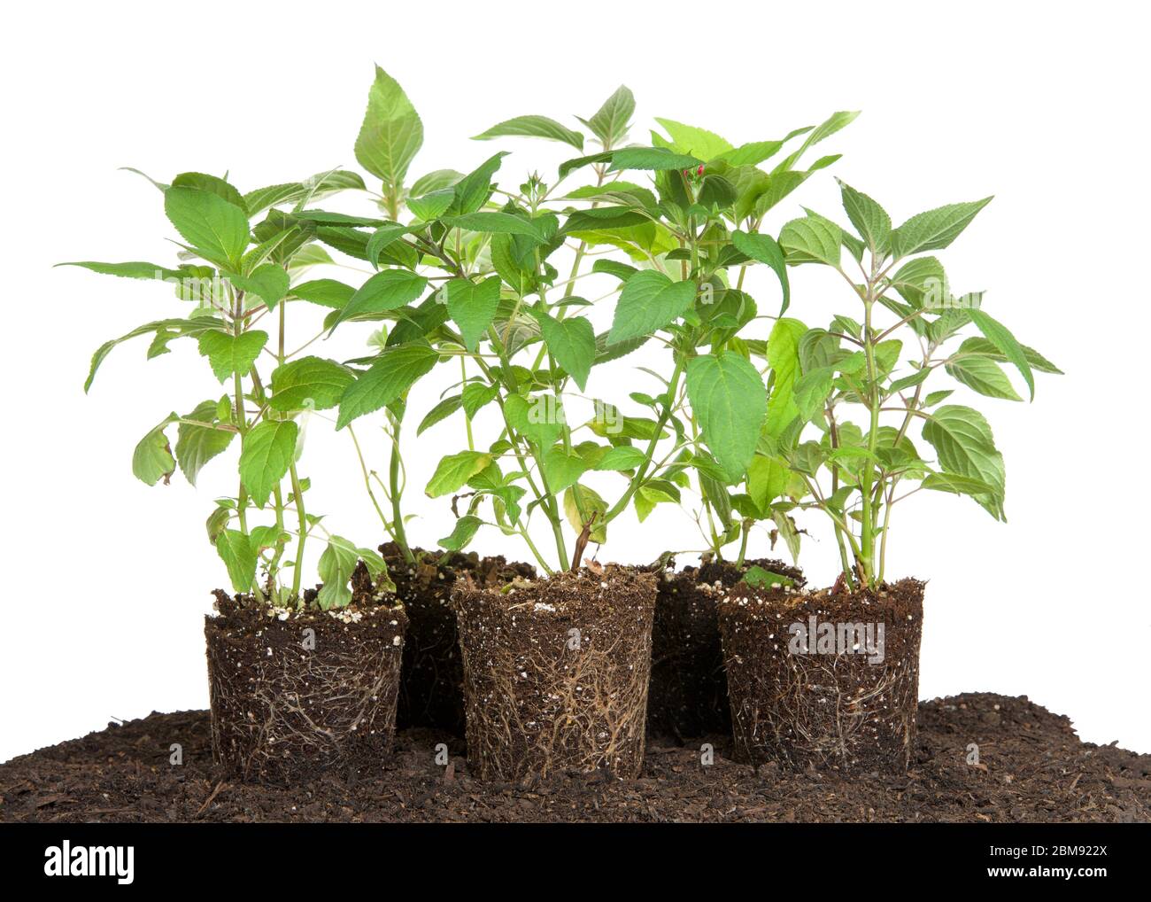 Root bound pots hi-res stock photography and images - Alamy