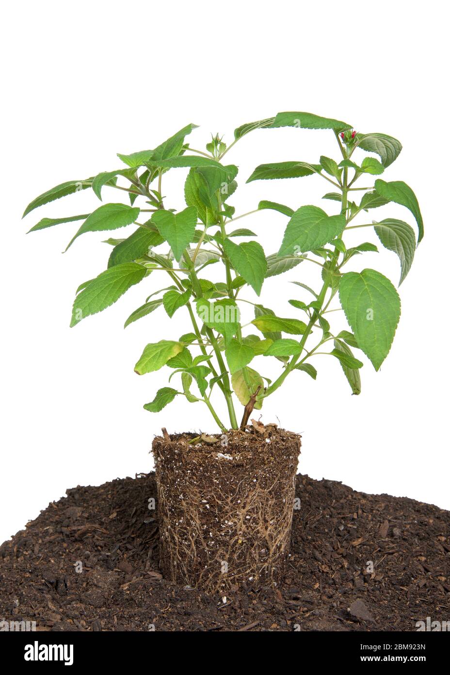 Pineapple Sage plant, fresh from pot, root bound. Sitting on layer of ...