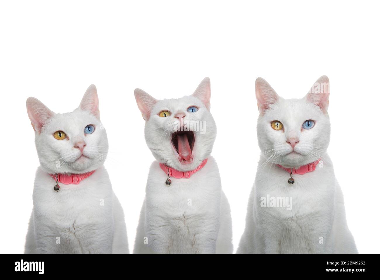 Exasperated Animal Funny