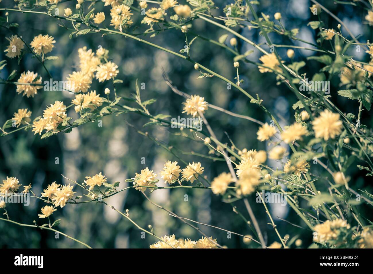 Subtle flowers hi-res stock photography and images - Alamy