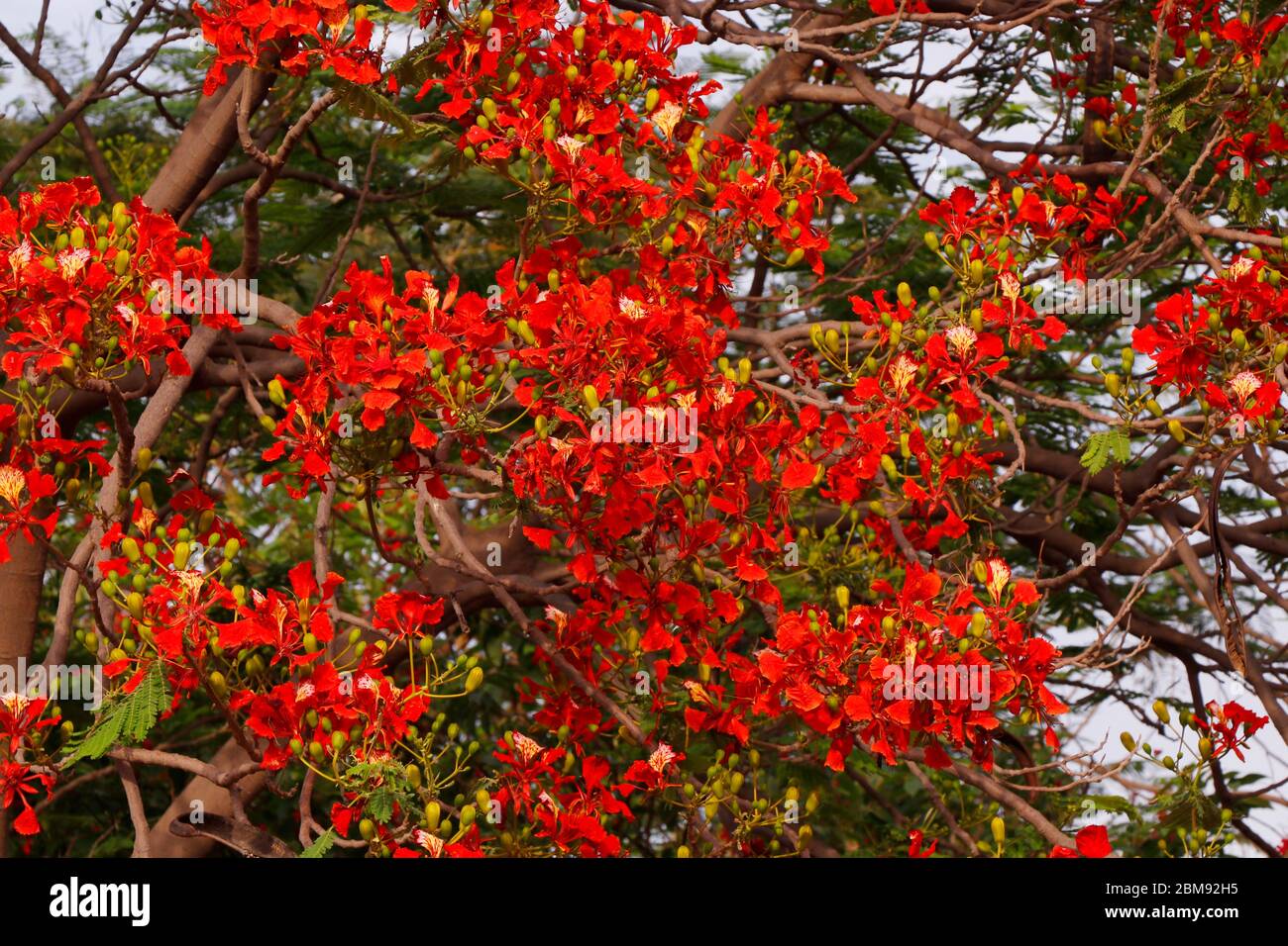 Red flamboyan hi-res stock photography and images - Alamy