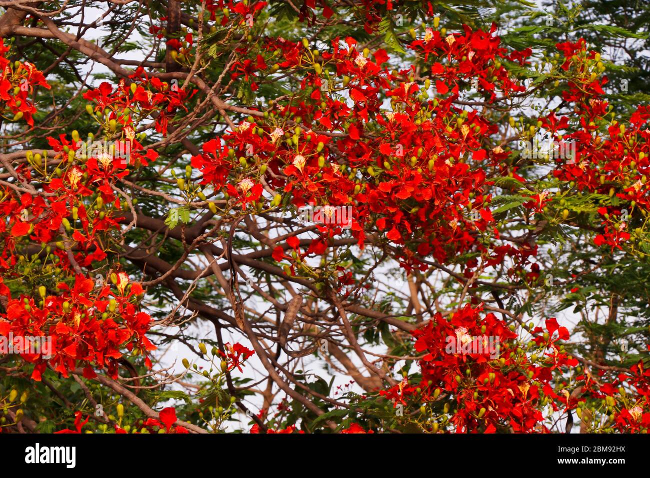 flame tree full of red fiery flowers on spring season Stock Photo - Alamy