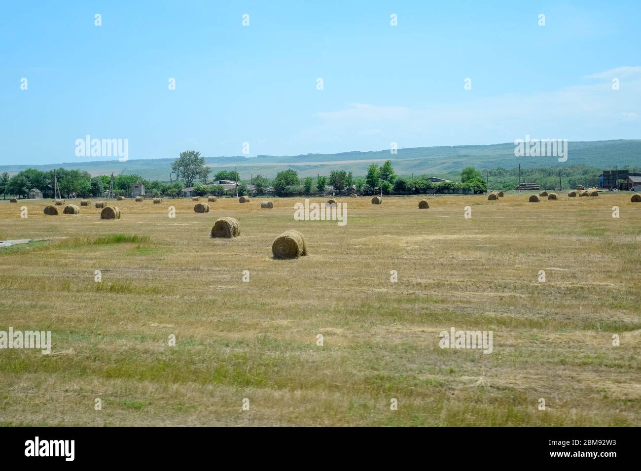 Field with bales of hay. Preparing hay for feeding animals. Newly ...
