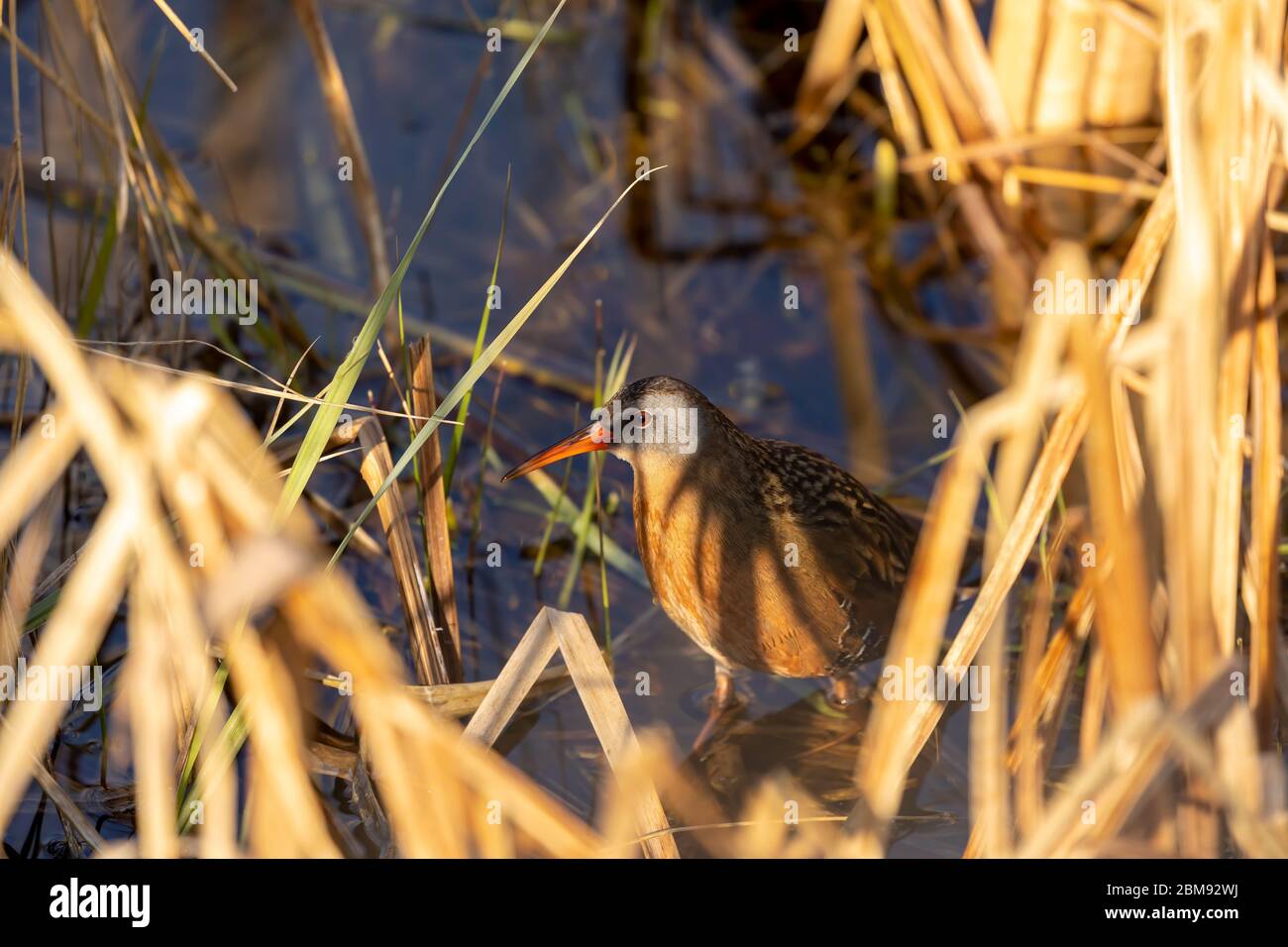 The Virginia rai (Rallus limicola) Small water bird in the marsh ...