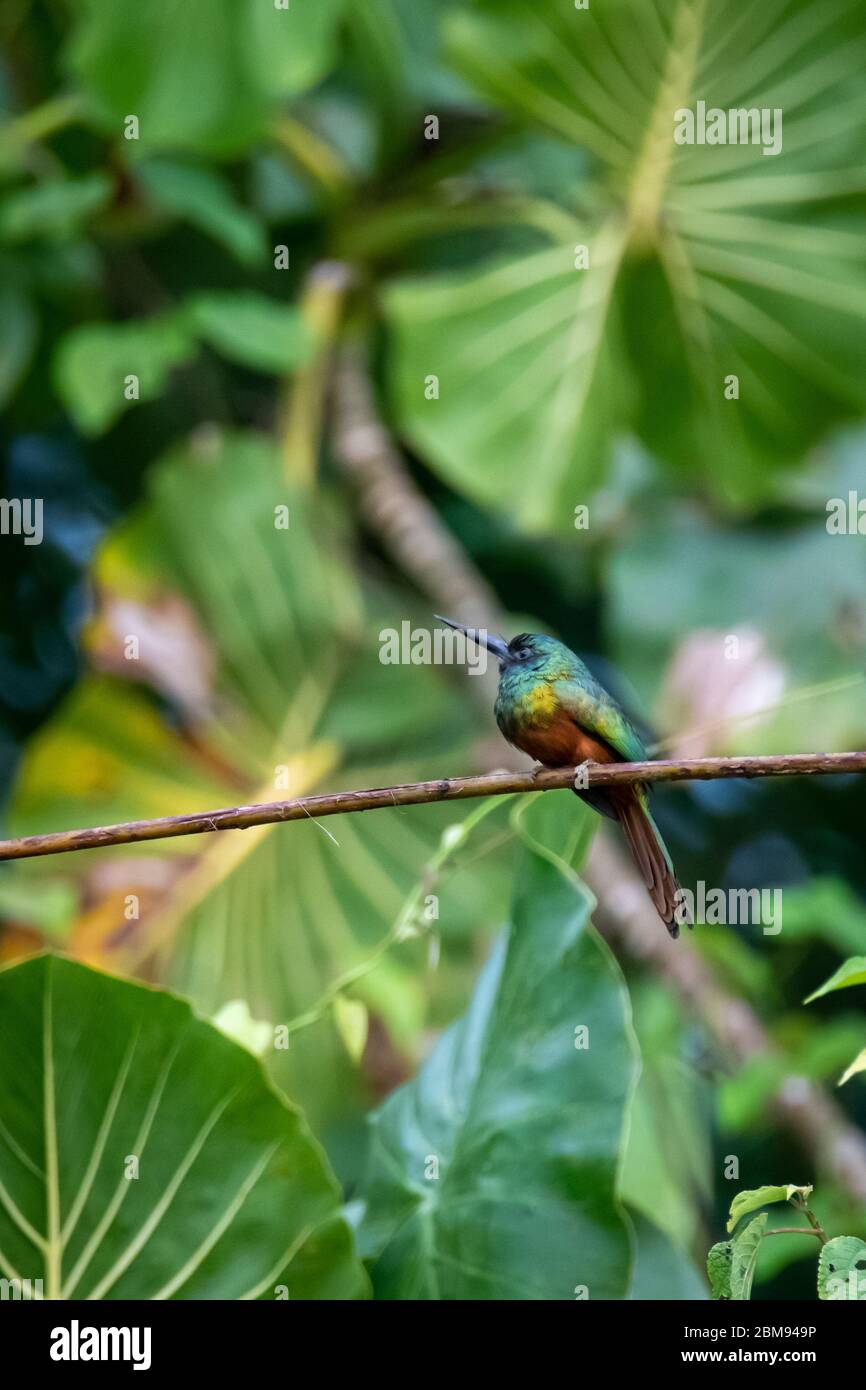 Galbula tombacea hi-res stock photography and images - Alamy