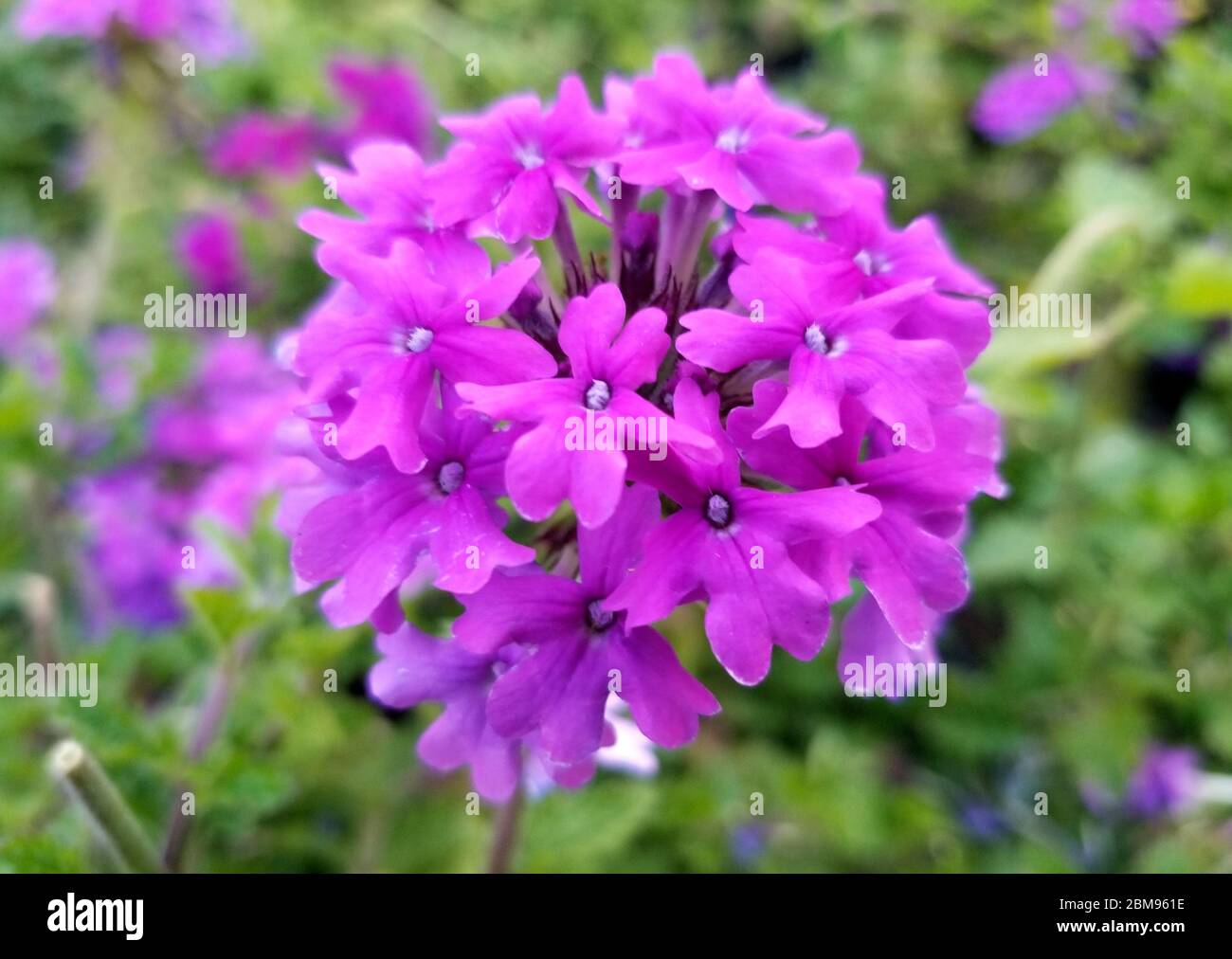 A beautiful Homestead Purple Verbena flower at full bloom Stock Photo ...