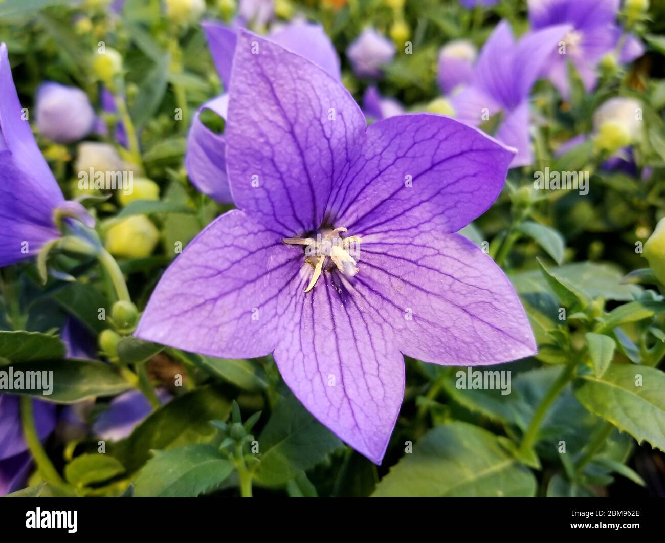 Purple Balloon flower, a mounding perennial plant Stock Photo - Alamy