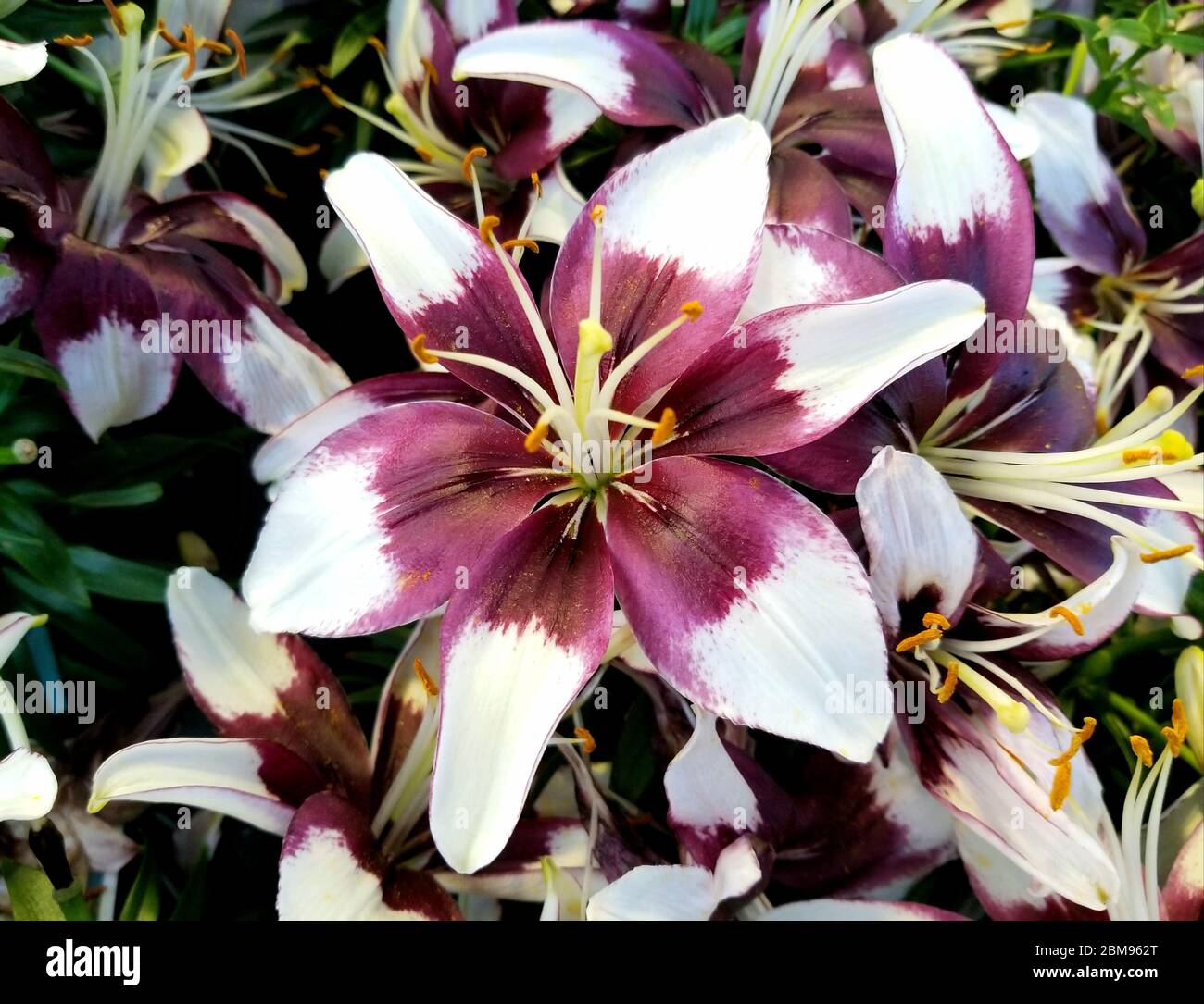 Tiny Padhye Asiatic Lily flower in white and purple color Stock Photo ...
