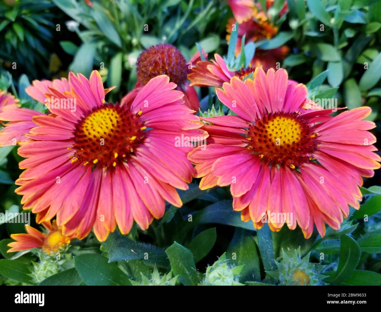 Beautiful Blanket flower 'Mesa Red', a perennial plant Stock Photo - Alamy