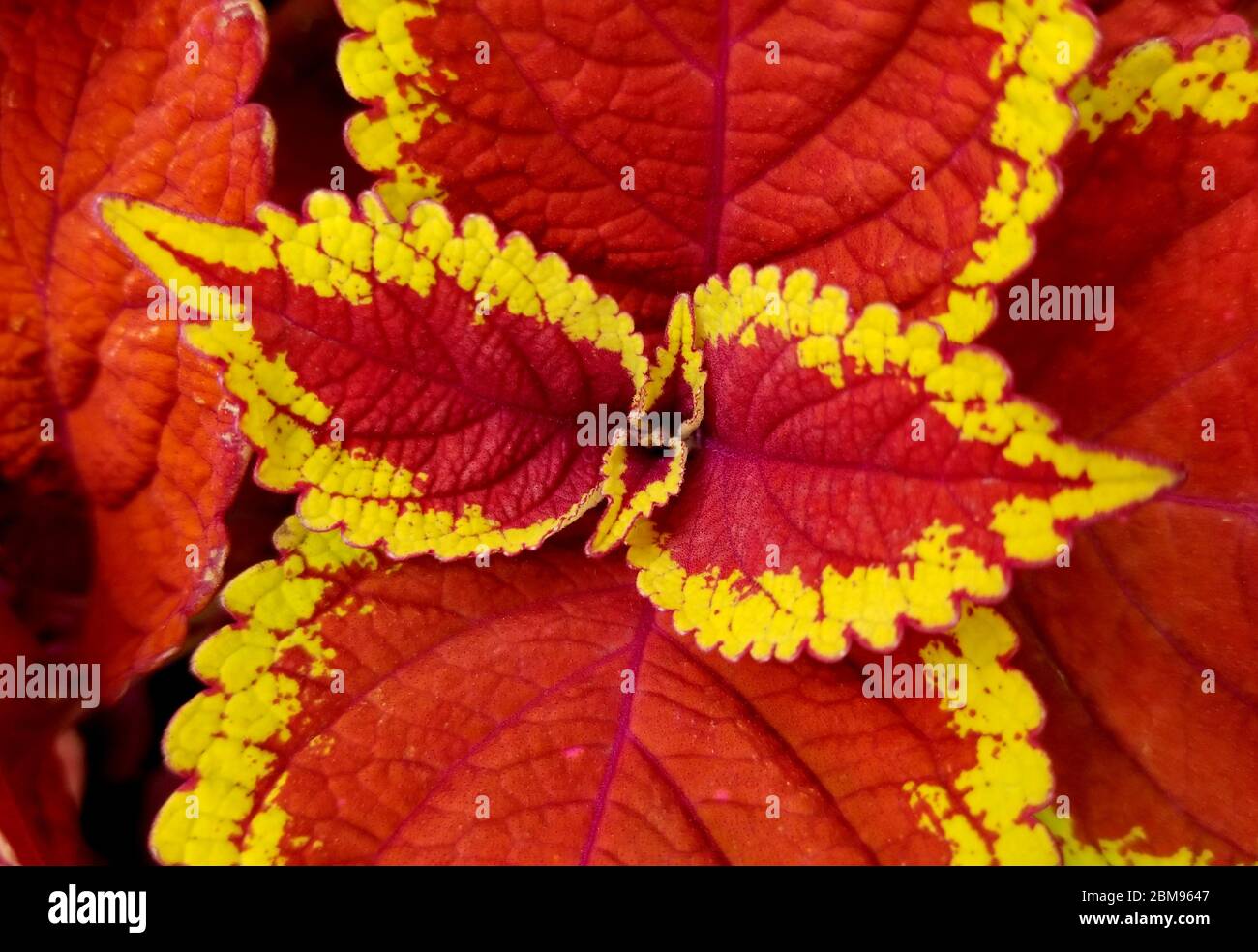 A close up of the bright and beautiful red Coleus 'Defiance' plant ...