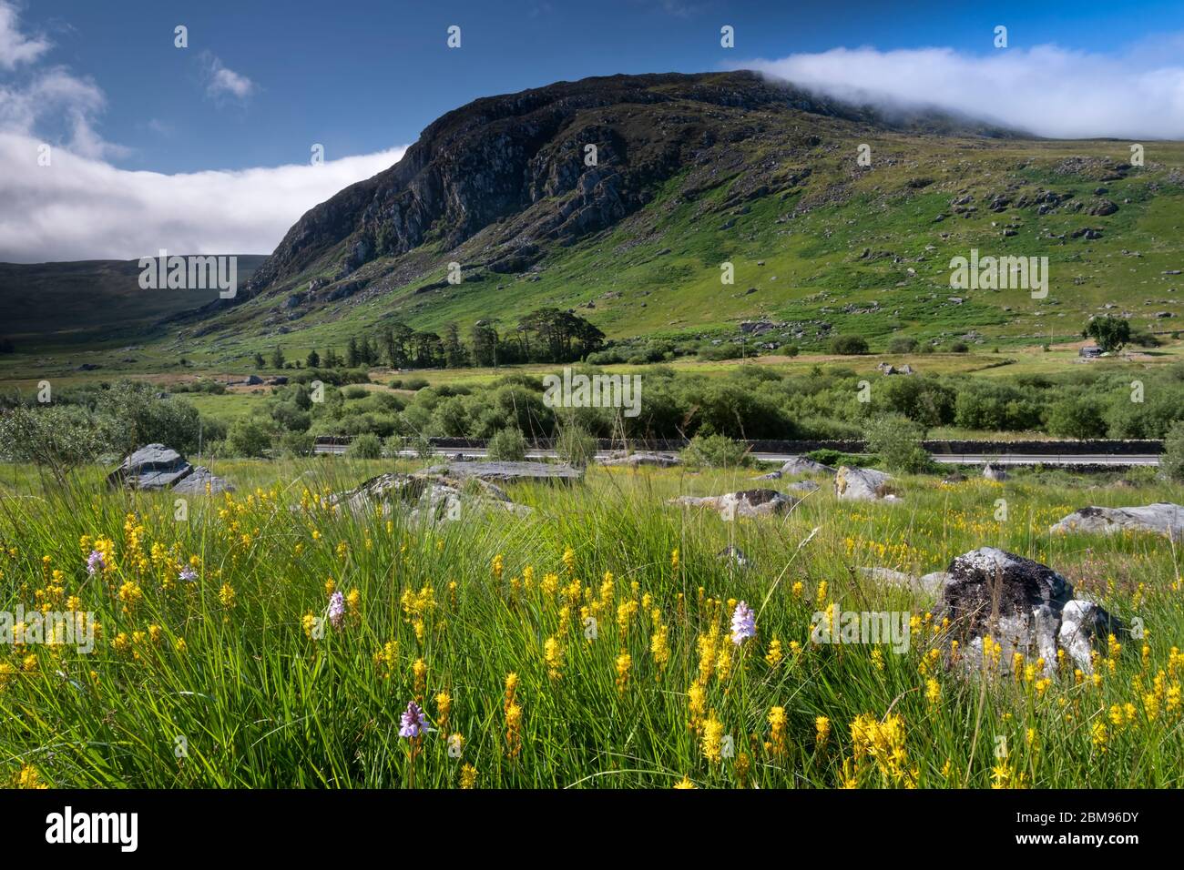 Wildflowers in the Ogwen Valley backed by Gallt yr Ogof, Ogwen Valley ...