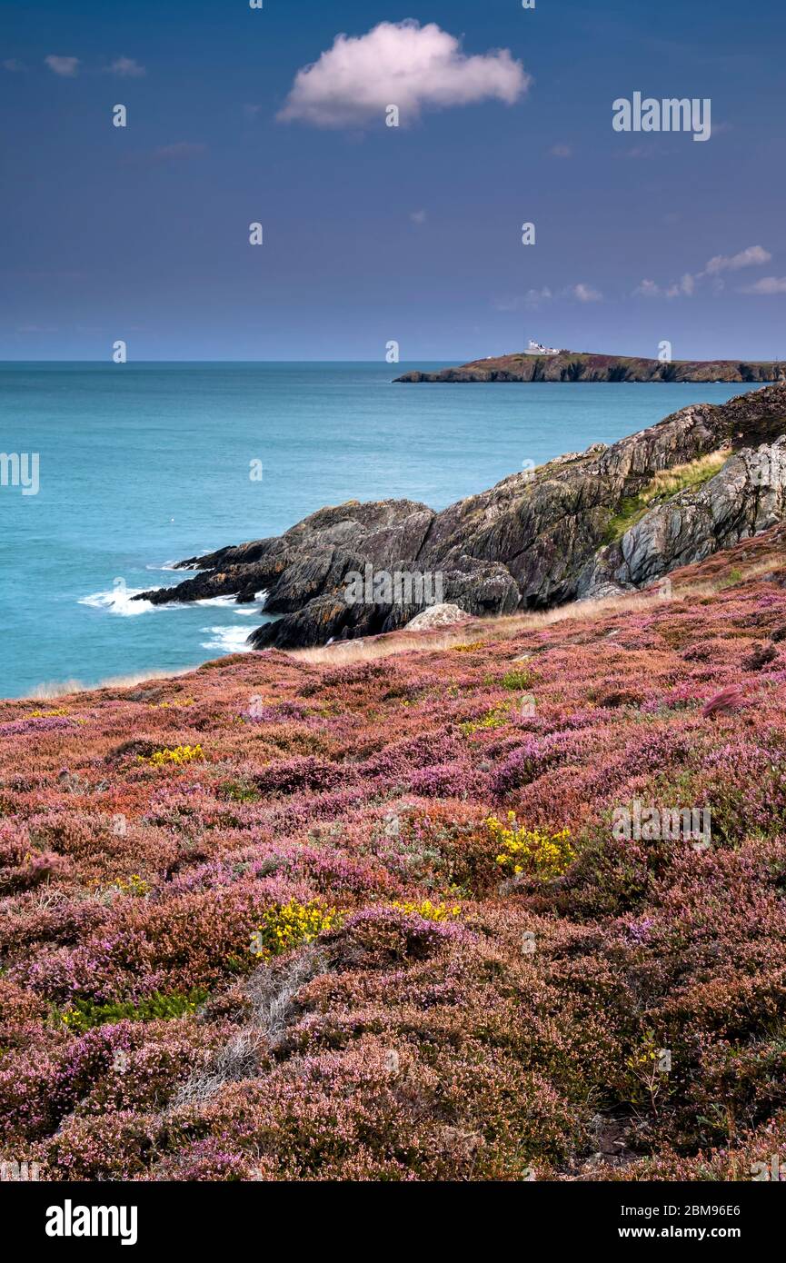 Heather on the Anglesey Coast Path looking to Point Lynas Lighthouse ...