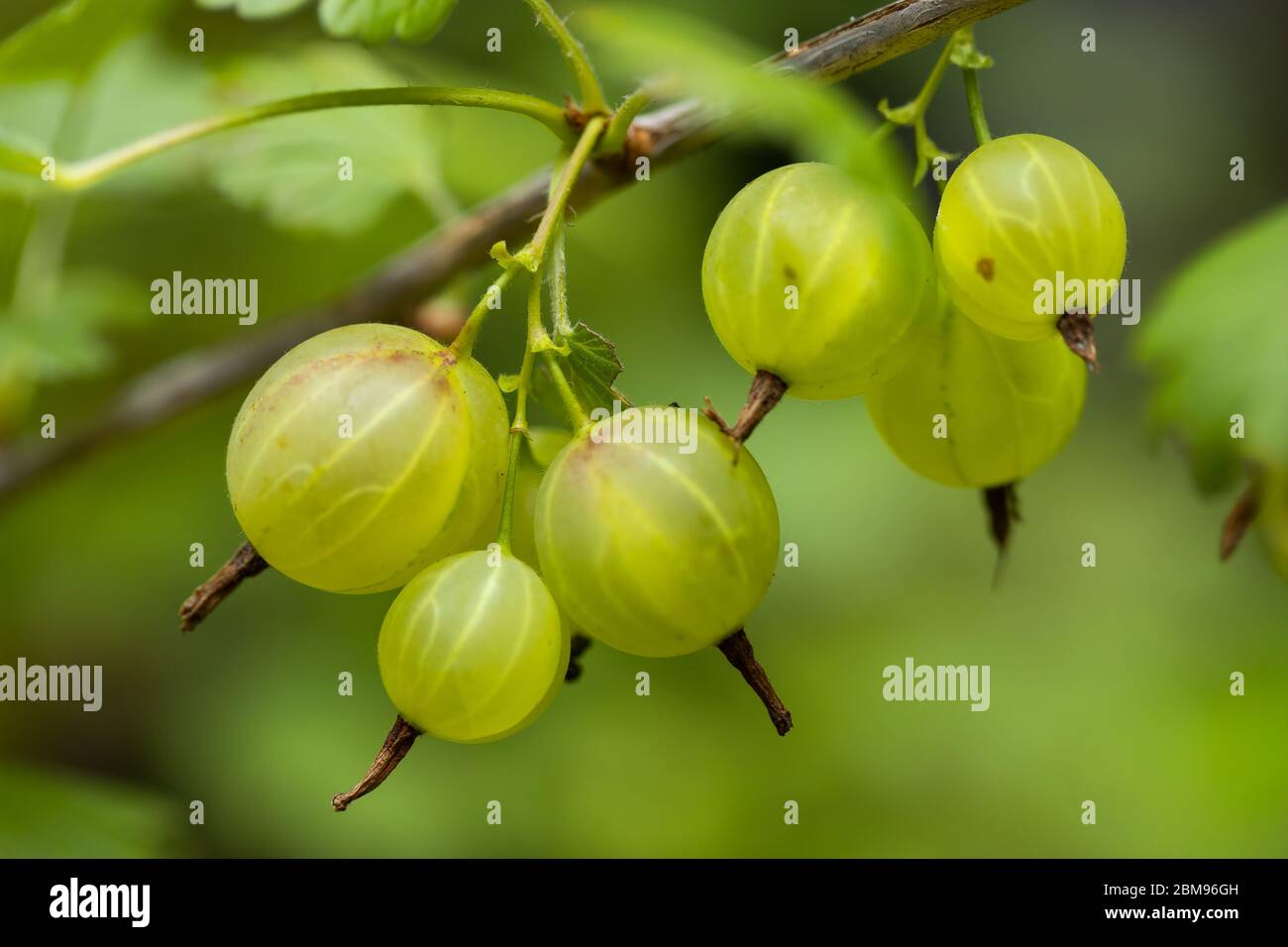 Gooseberry garden hi-res stock photography and images - Alamy