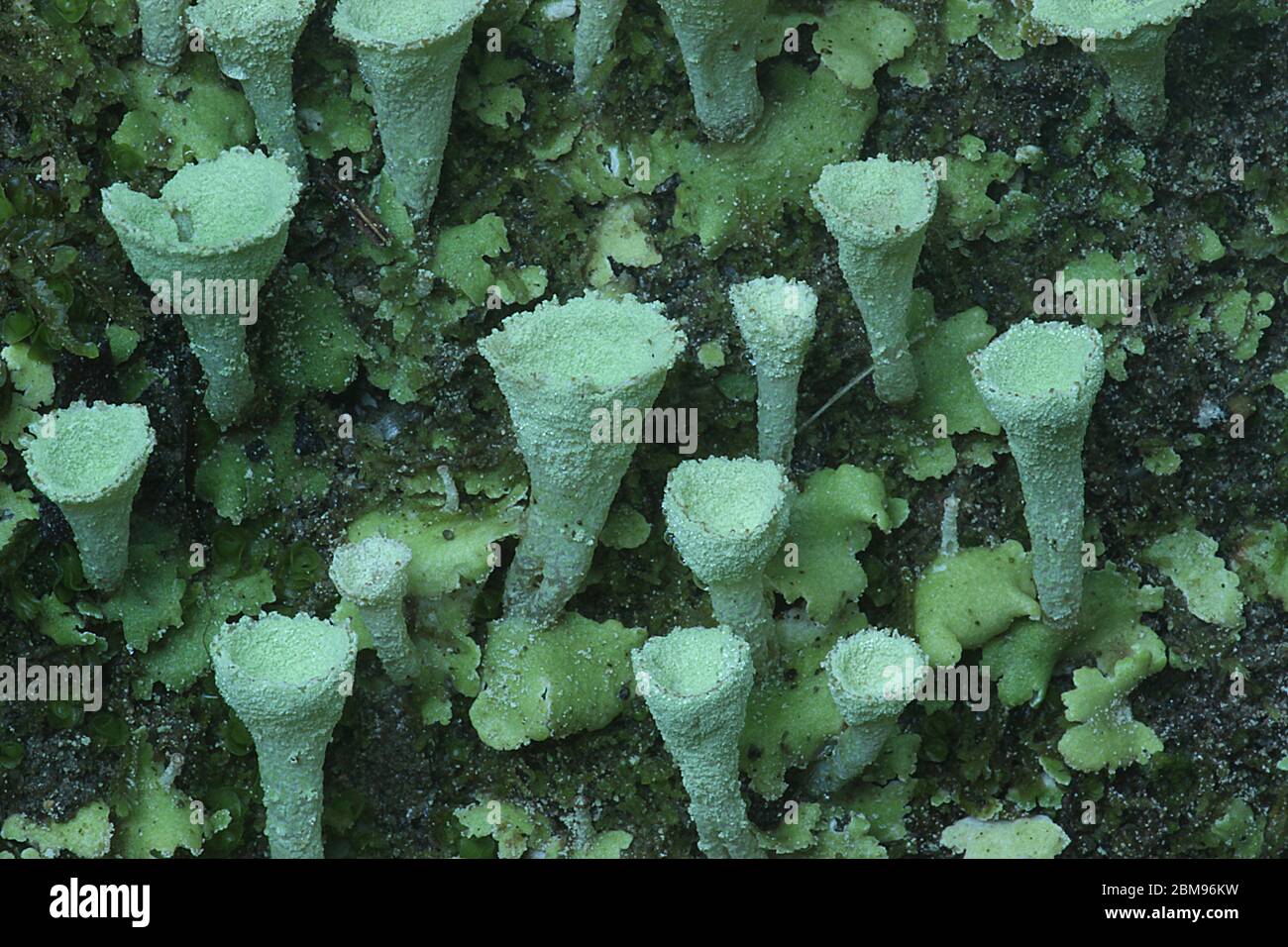 Pyxidata hi-res stock photography and images - Alamy