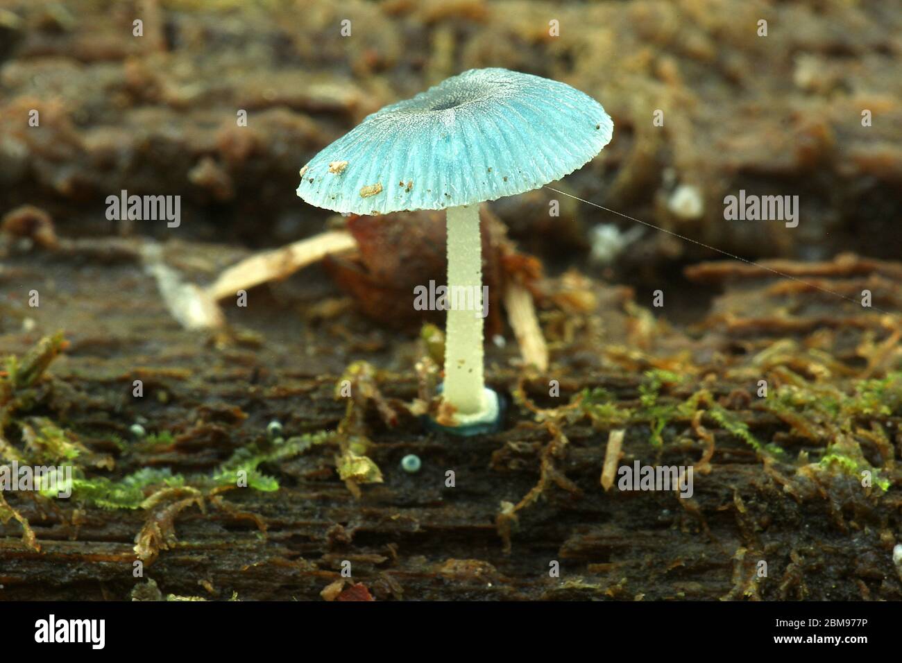 Pixie parasol mushroom (Mycena interrupta Stock Photo - Alamy
