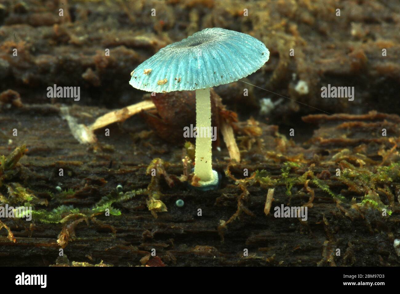 Pixie parasol hi-res stock photography and images - Alamy