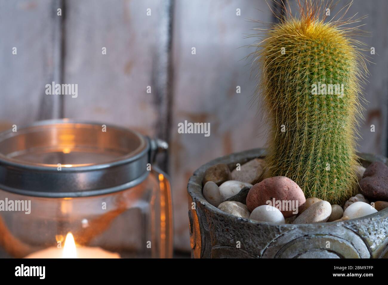 prickly pears and succulents in small decorative pots next to round ...