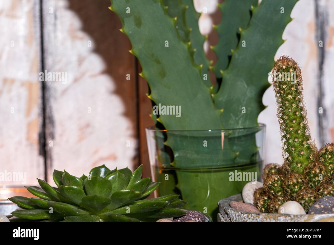 prickly pears and succulents in small decorative pots next to round ...