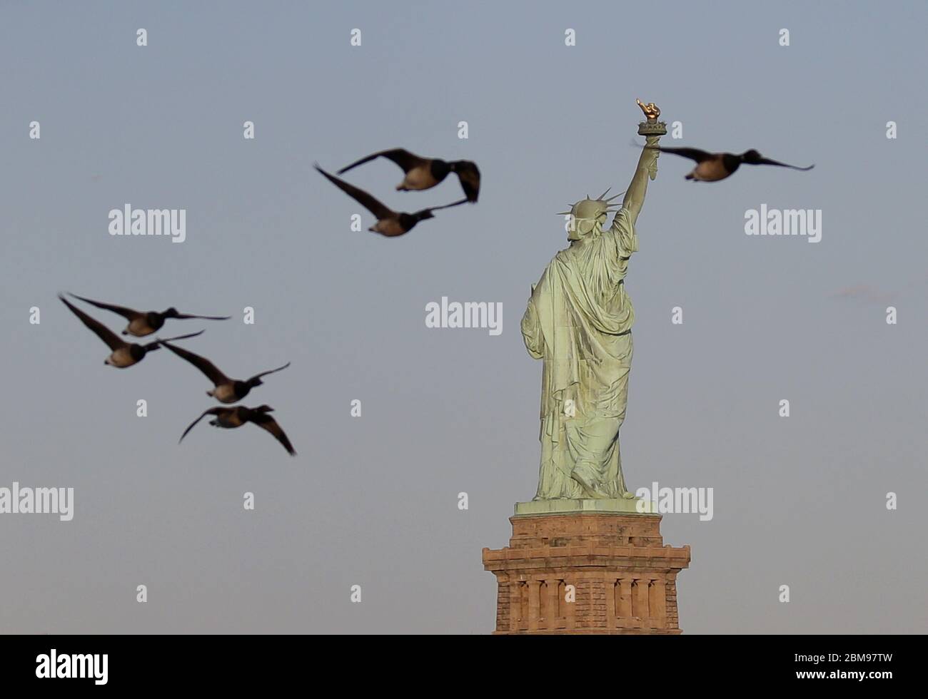 20 geese hi-res stock photography and images - Alamy
