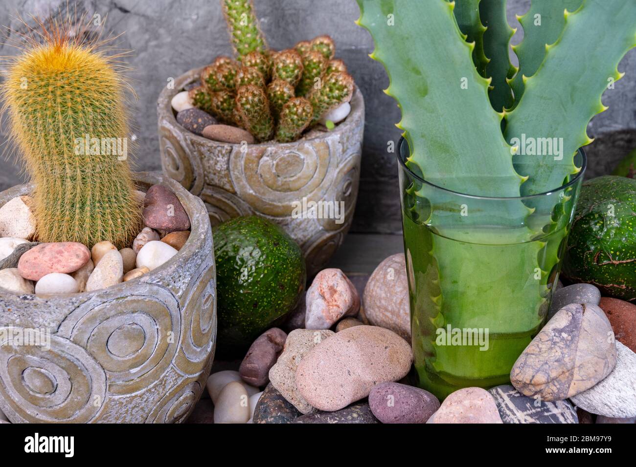 prickly pears and succulents in small decorative pots next to round ...