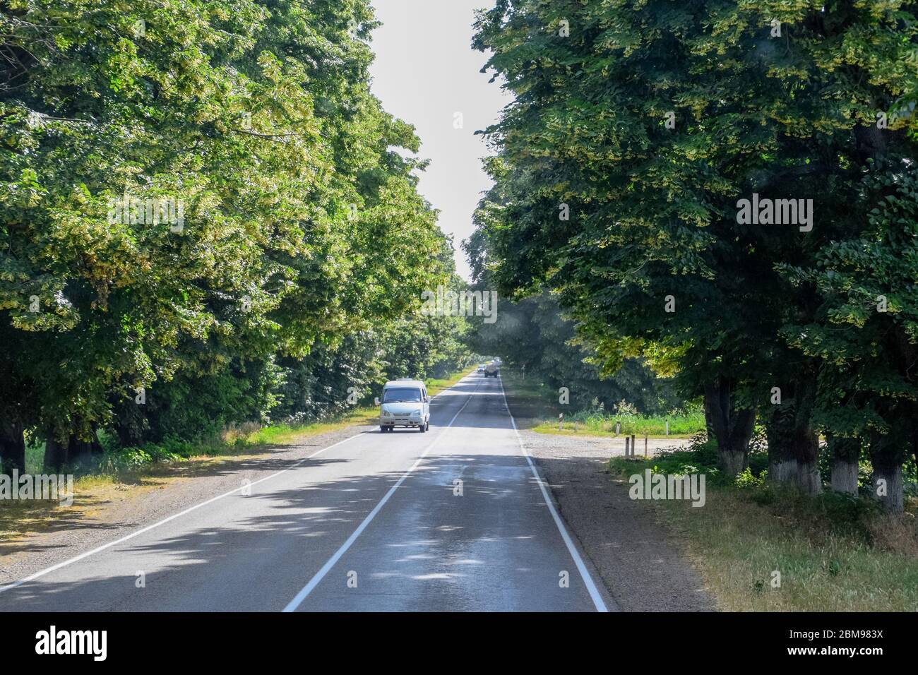 road in a linden forest. Linden on the sides of the track Stock Photo ...