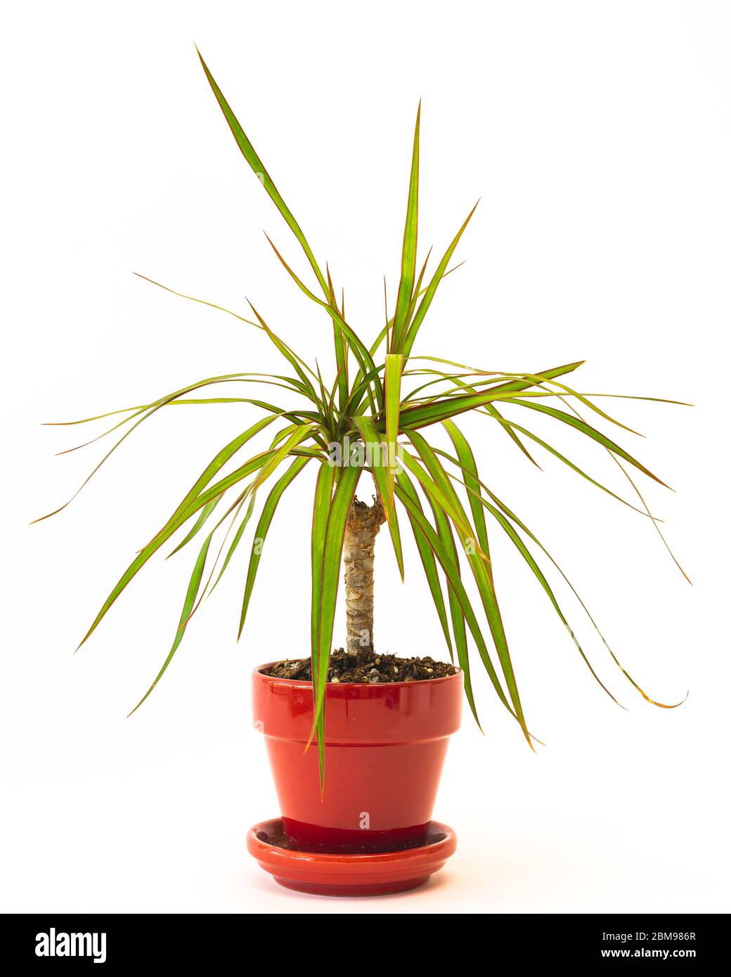 Dracaena, also known as dragon tree close up, isolated on white ...