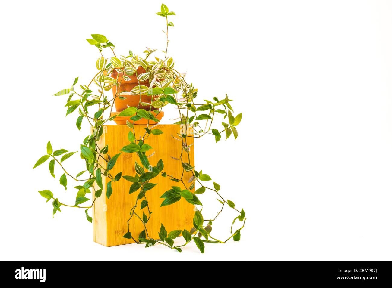 Inch plant, Tradescantia (Zebrina pendula, inchplant or wandering jew ...