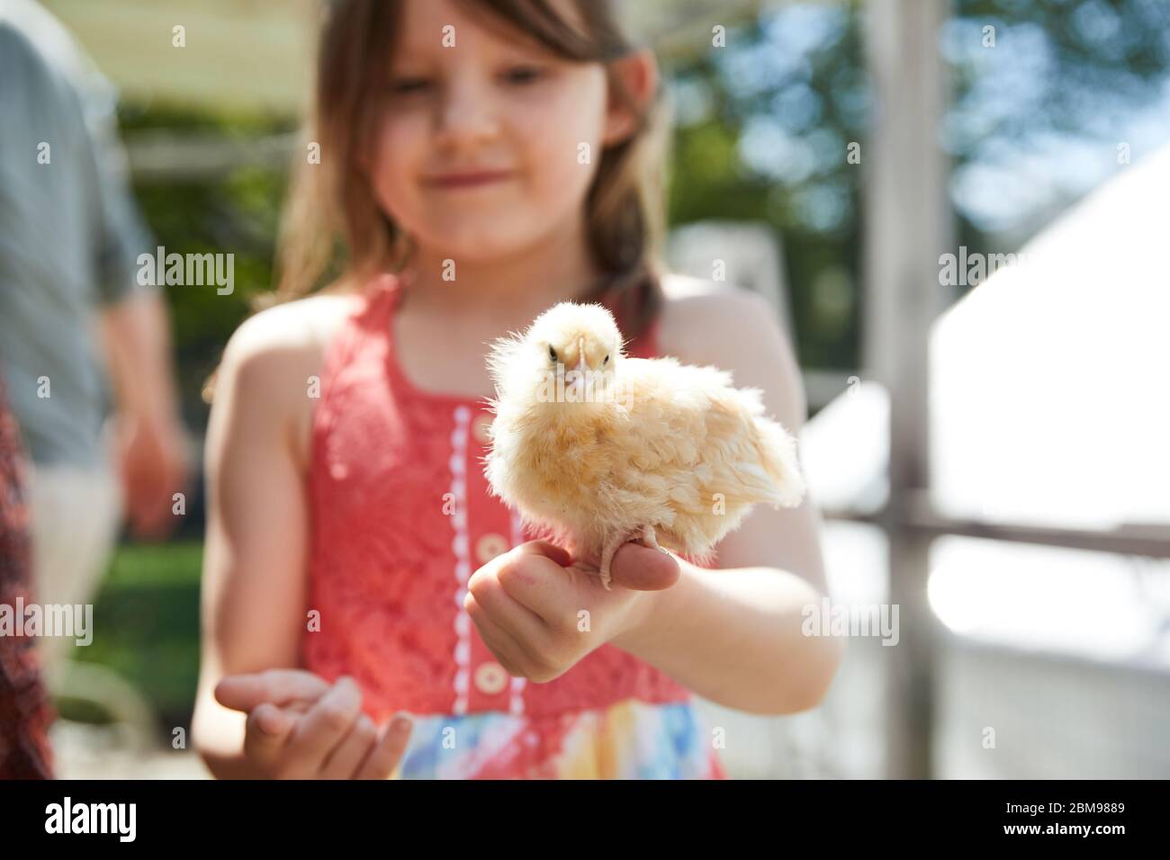 Baby chickens with family hi-res stock photography and images - Alamy