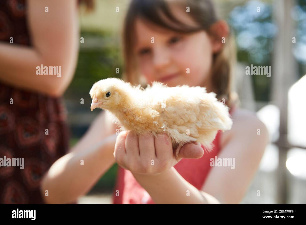 A family has fun examining the new chicks they got for their backyard ...
