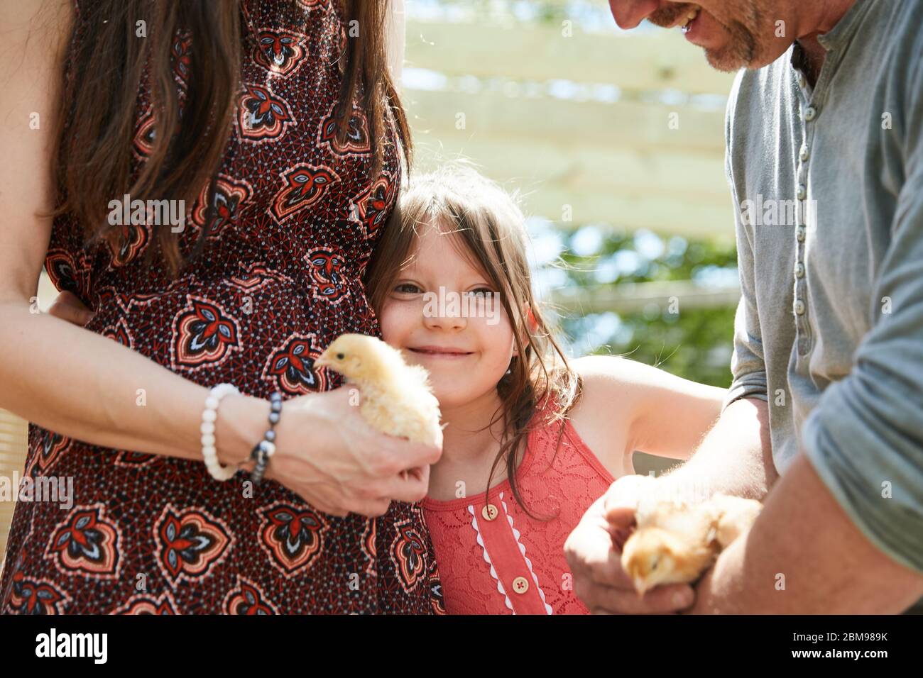 Baby chickens with family hi-res stock photography and images - Alamy