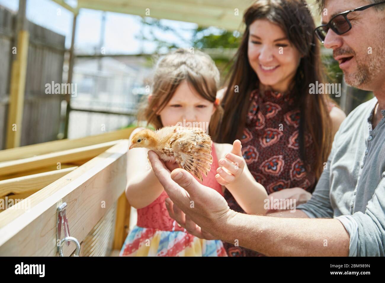 A family has fun examining the new chicks they got for their backyard ...