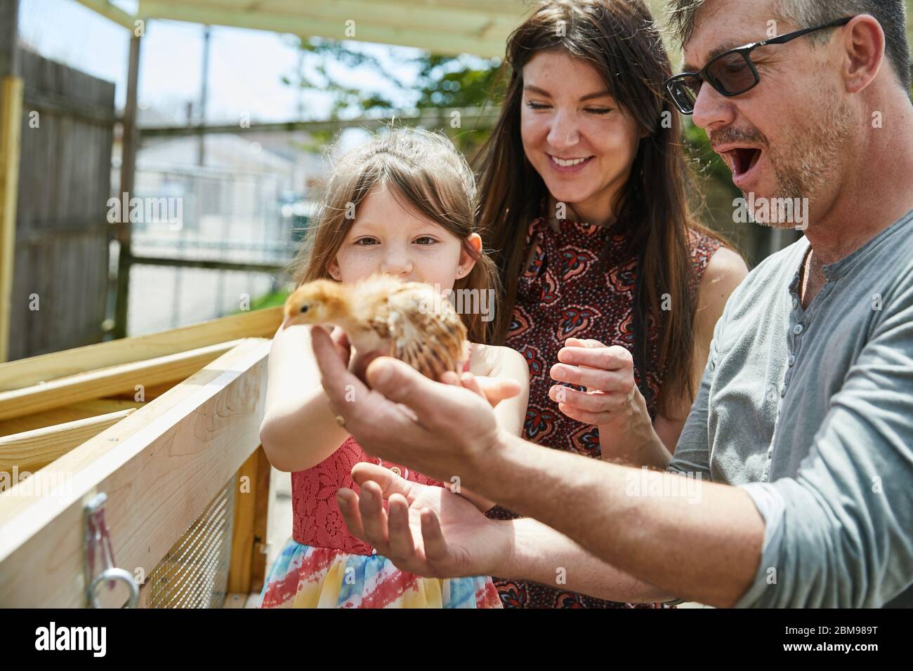 A family has fun examining the new chicks they got for their backyard ...