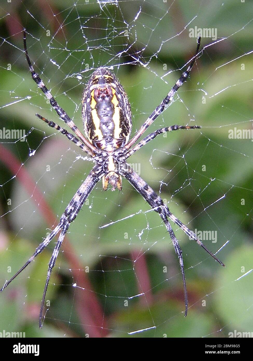 Yellow Garden Spider (Argiope aurantia Stock Photo - Alamy