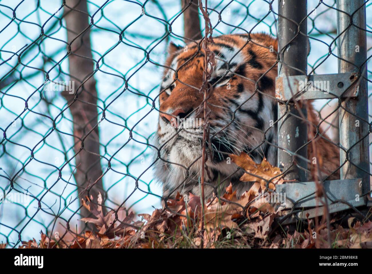 Tiger exploration hi-res stock photography and images - Alamy