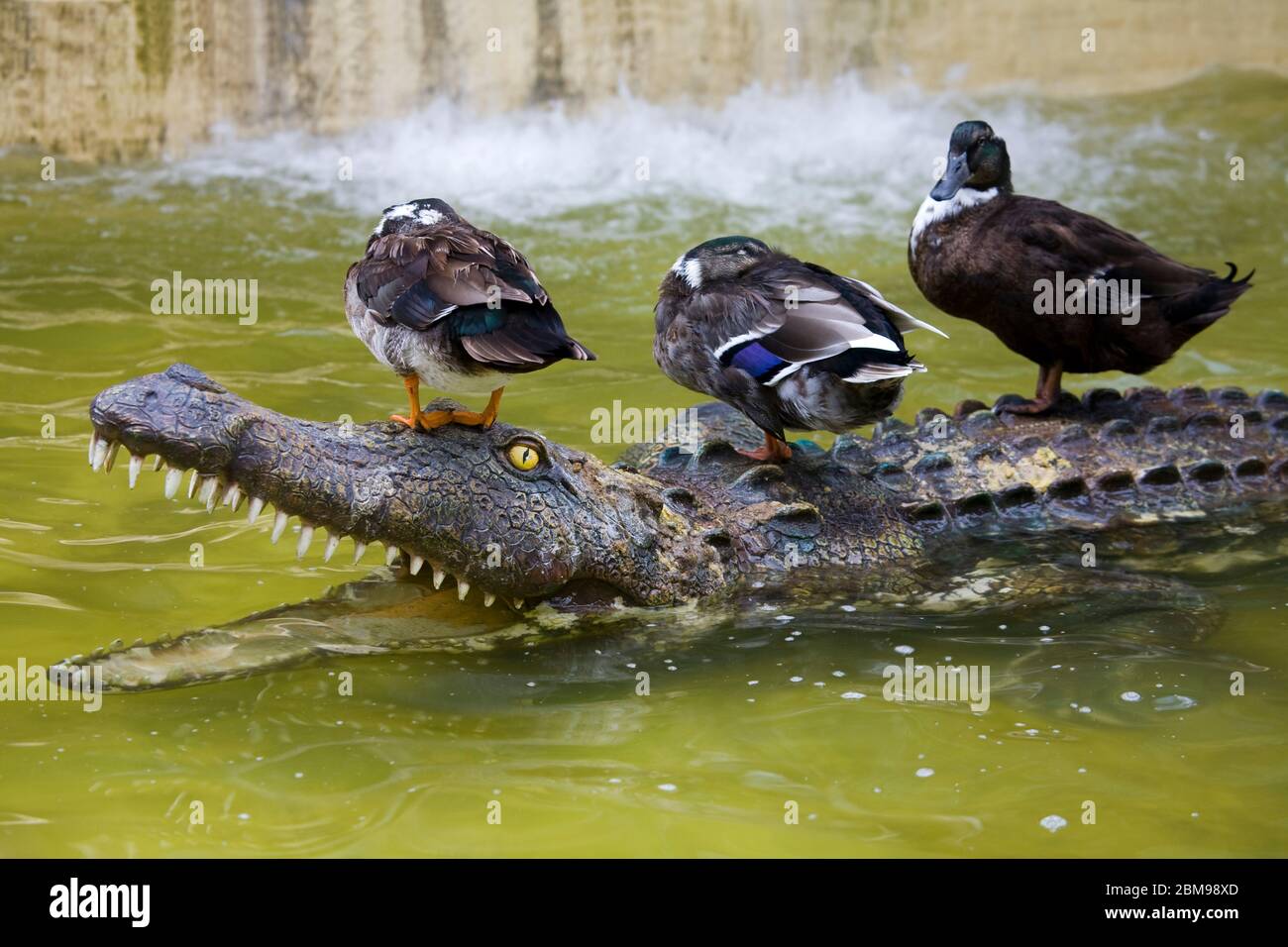 Alligator model hi-res stock photography and images - Alamy