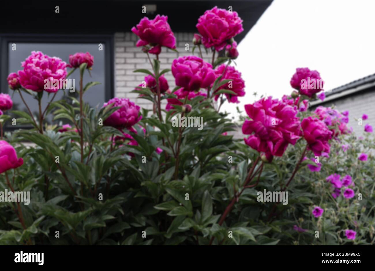 Blur Photo Of Pink Flowers In Denmark Stock Photo - Alamy
